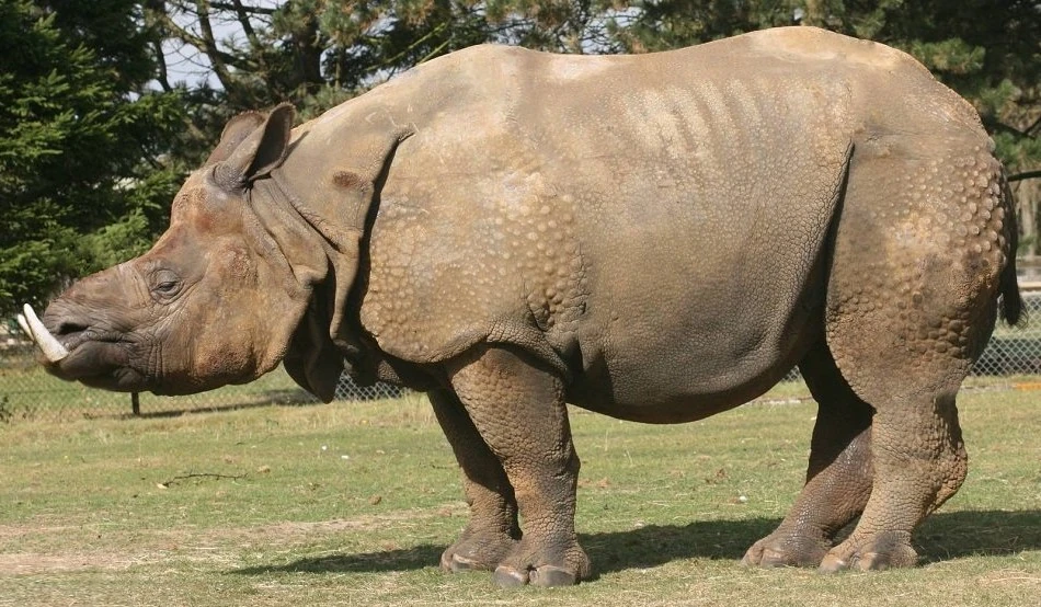 Chilotherium | SciiFii Wiki | Fandom