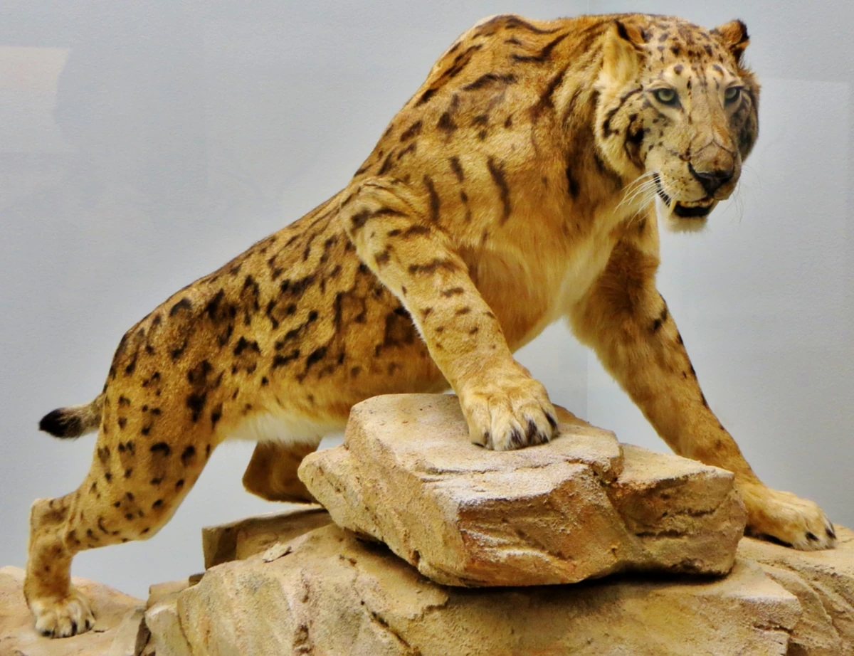 Megantereon | SciiFii Wiki | Fandom