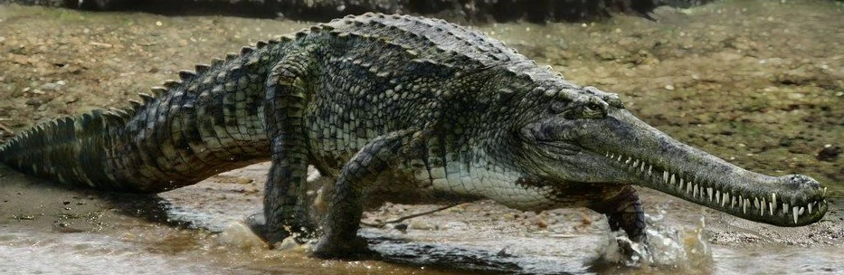 Euthecodon | SciiFii Wiki | Fandom