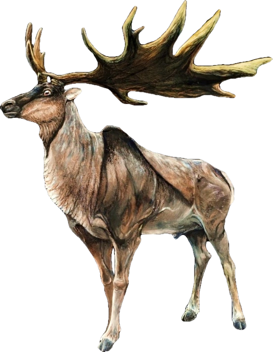 Irish elk | SciiFii Wiki | Fandom