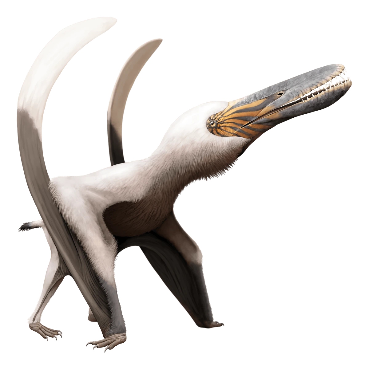 Linlongopterus | SciiFii Wiki | Fandom