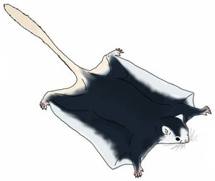 American scaly-tailed flying squirrel | SciiFii Wiki | Fandom