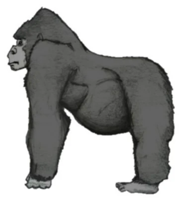 Chororapithecus | SciiFii Wiki | Fandom