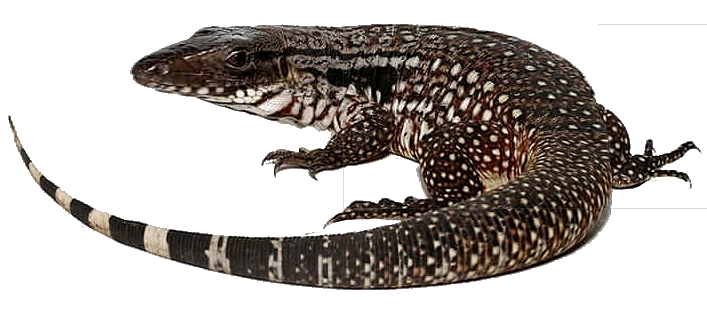 Dragon tegu | SciiFii Wiki | Fandom