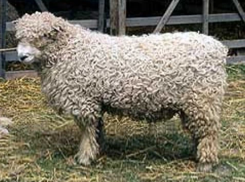 Devon Longwool | SciiFii Wiki | Fandom