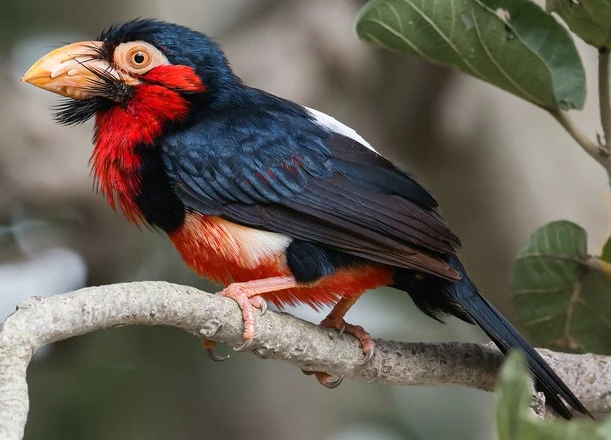 American bearded barbet | SciiFii Wiki | Fandom