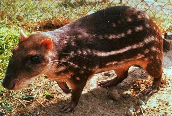 North American paca | SciiFii Wiki | Fandom