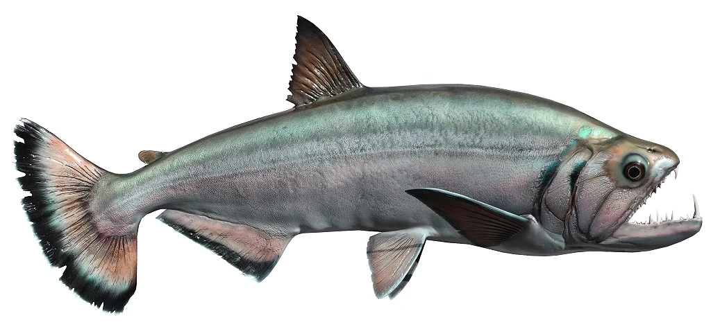 North American payara | SciiFii Wiki | Fandom