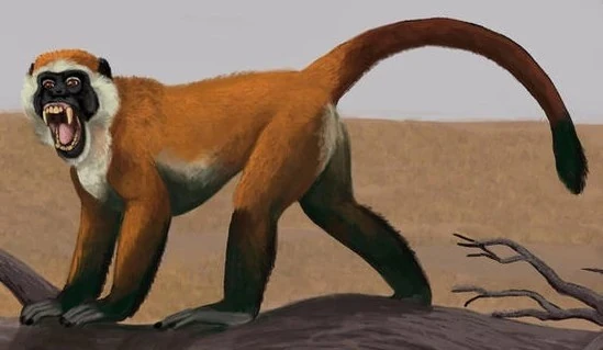 Cercopithecoides | SciiFii Wiki | Fandom