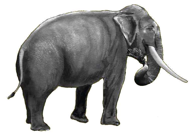 Elephas beyeri | SciiFii Wiki | Fandom