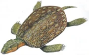 Placochelys | SciiFii Wiki | Fandom