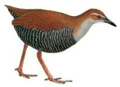 American flightless rail | SciiFii Wiki | Fandom