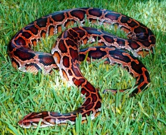 European rock python | SciiFii Wiki | Fandom