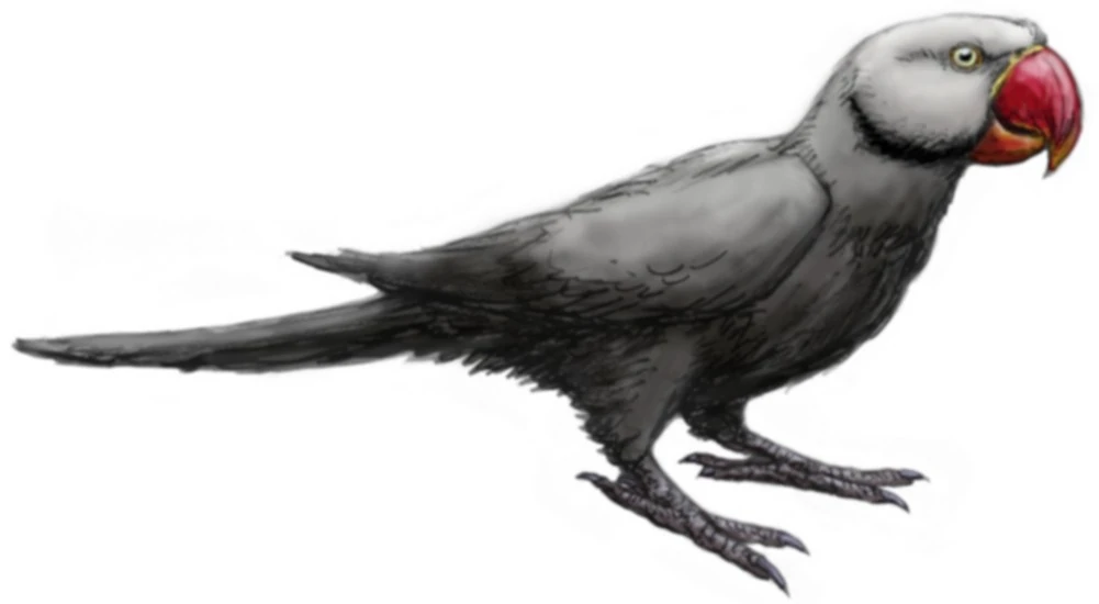 Mascarene grey parakeet | SciiFii Wiki | Fandom
