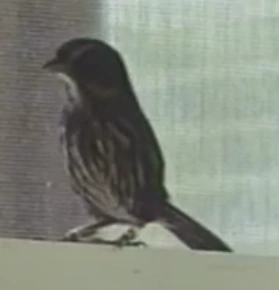 Dusky seaside sparrow | SciiFii Wiki | Fandom