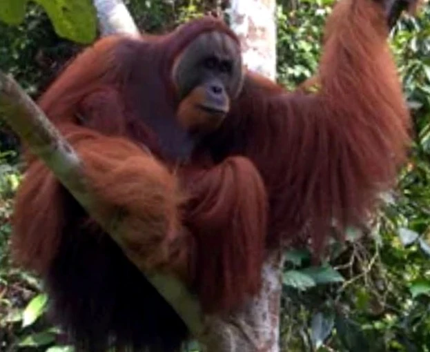 Pongo weidenreichi | SciiFii Wiki | Fandom