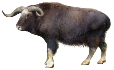 Euceratherium | SciiFii Wiki | Fandom