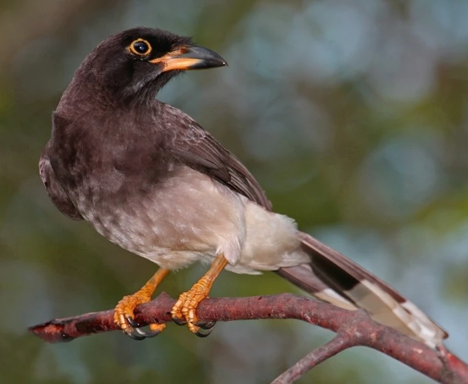 Northern brown jay | SciiFii Wiki | Fandom