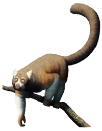 Archaeolemur | SciiFii Wiki | Fandom