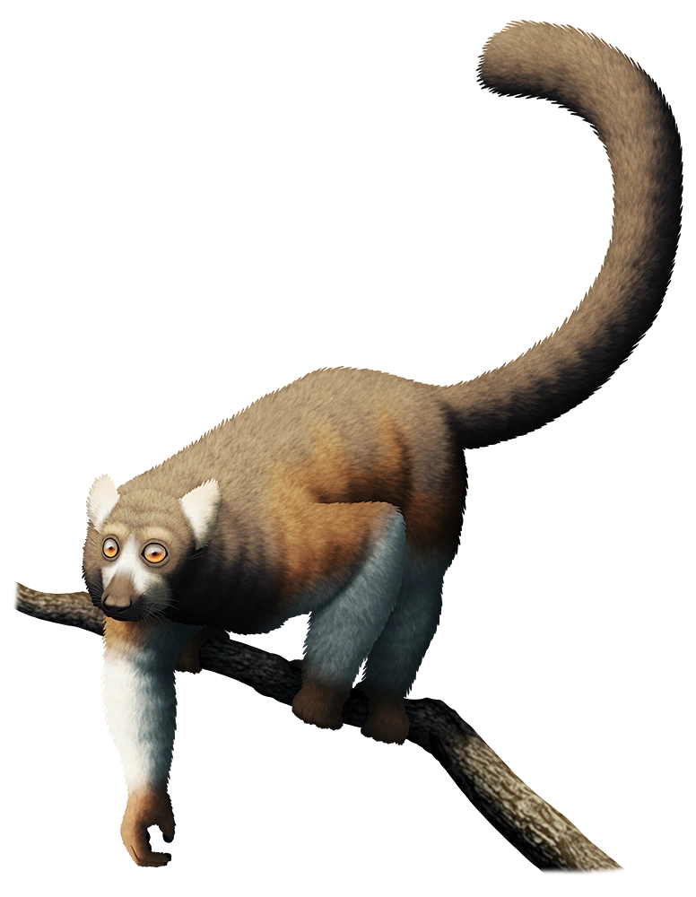 Archaeolemur | SciiFii Wiki | Fandom
