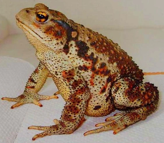 Elephant toad | SciiFii Wiki | Fandom