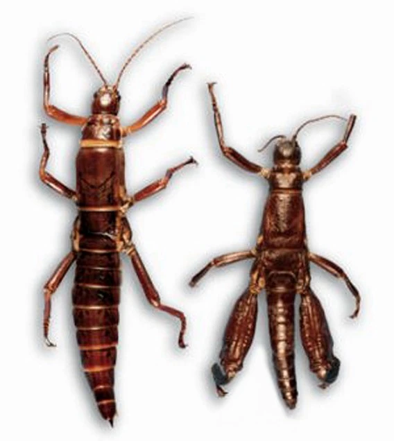 American tree lobster | SciiFii Wiki | Fandom
