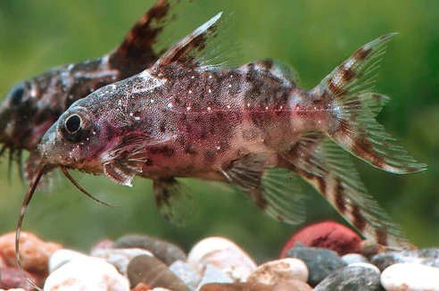 American upside-down catfish | SciiFii Wiki | Fandom