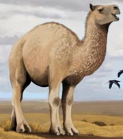 Syrian camel | SciiFii Wiki | Fandom