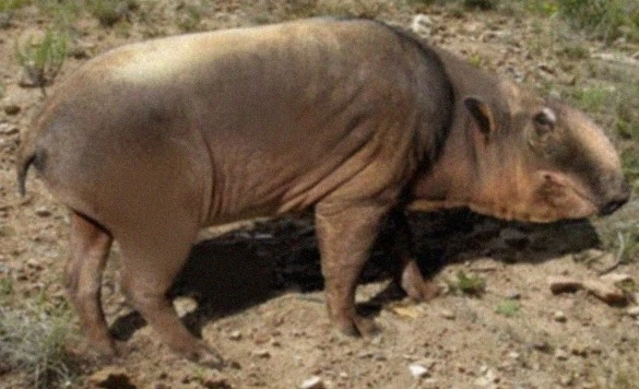 Brachycrus | SciiFii Wiki | Fandom