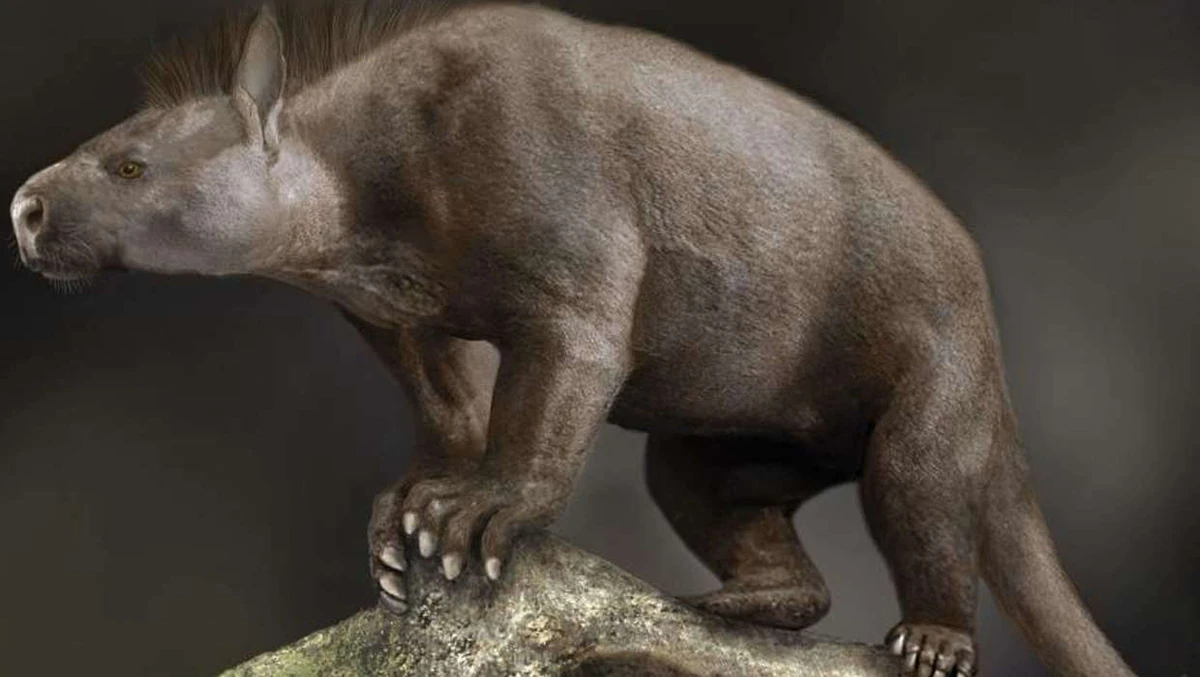 Cupine | SciiFii Wiki | Fandom