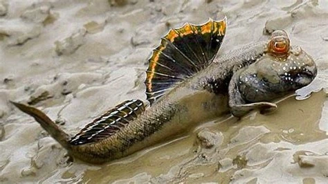 North American mudskipper | SciiFii Wiki | Fandom