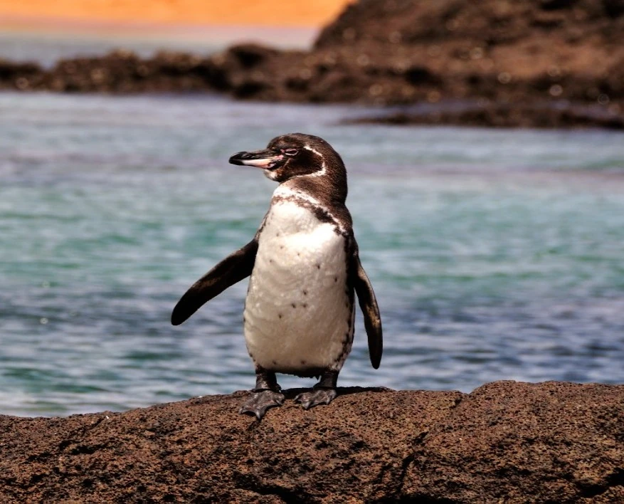 Florida penguin | SciiFii Wiki | Fandom