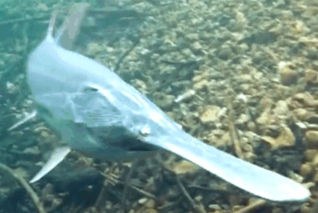 Chinese paddlefish | SciiFii Wiki | Fandom