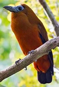 North American capuchinbird | SciiFii Wiki | Fandom