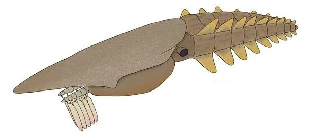 Aegirocassis | SciiFii Wiki | Fandom