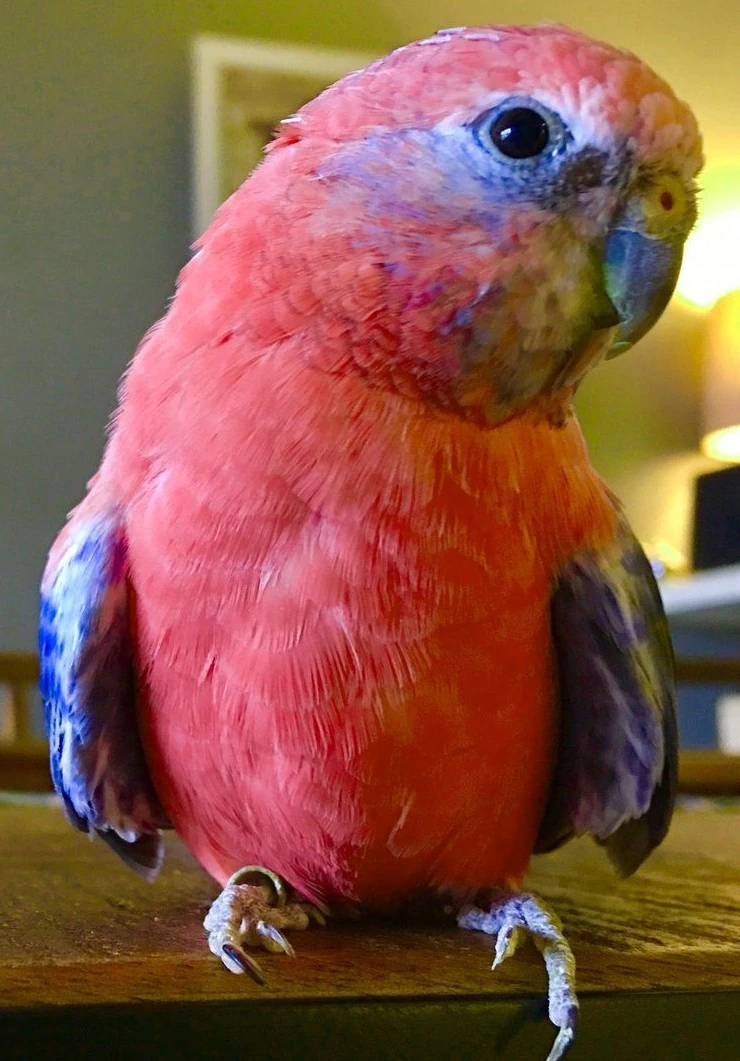 Pink Parakeet