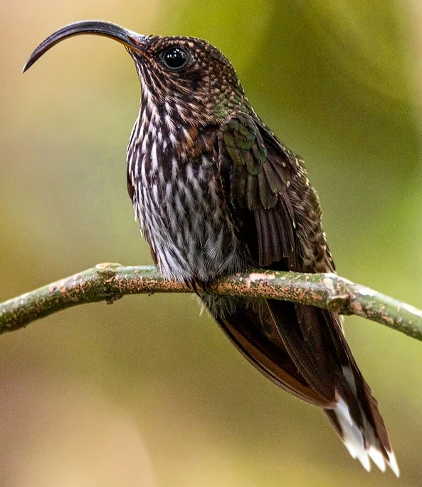 North American sicklebill | SciiFii Wiki | Fandom