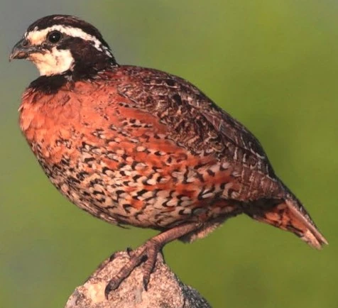 California bobwhite | SciiFii Wiki | Fandom