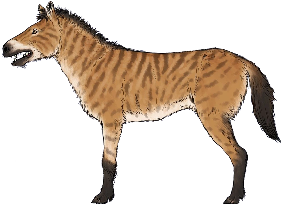 Carnivorous Animals Drawing