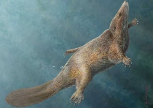 Castorocauda | SciiFii Wiki | Fandom