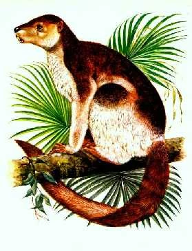 Plesiadapis | SciiFii Wiki | Fandom