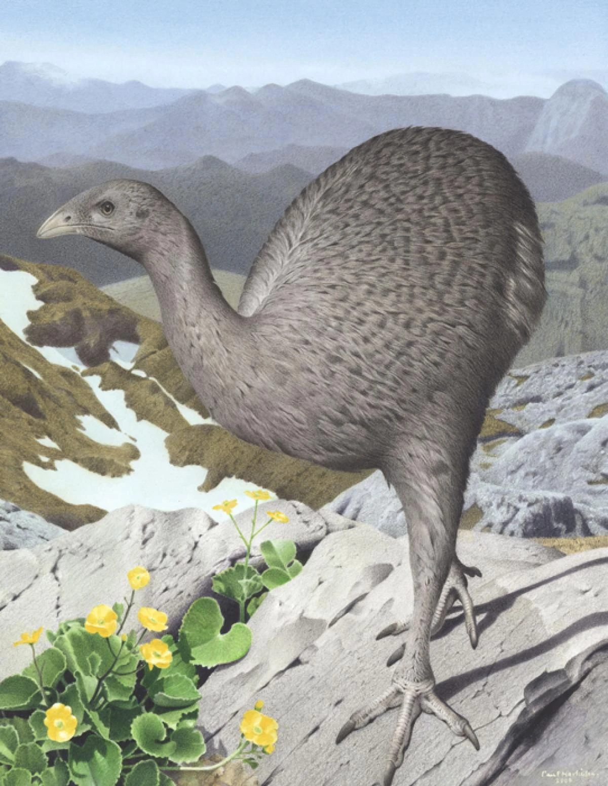 Upland moa | SciiFii Wiki | Fandom