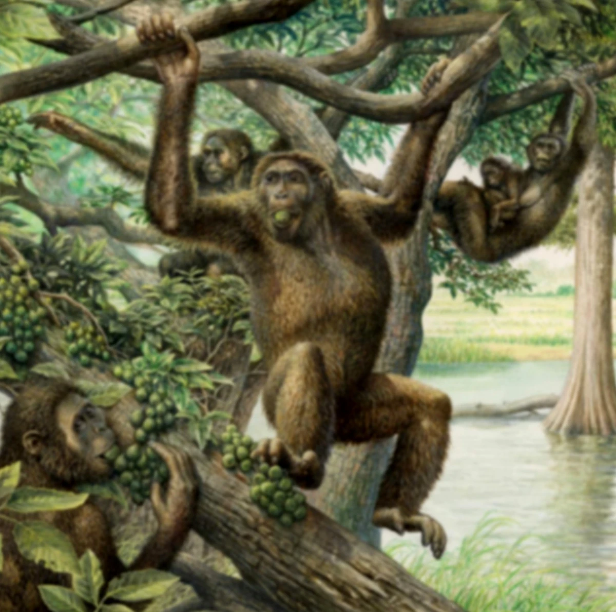 Rudapithecus | SciiFii Wiki | Fandom