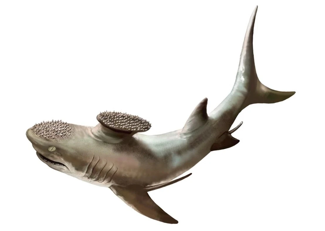 Stethacanthus | SciiFii Wiki | Fandom