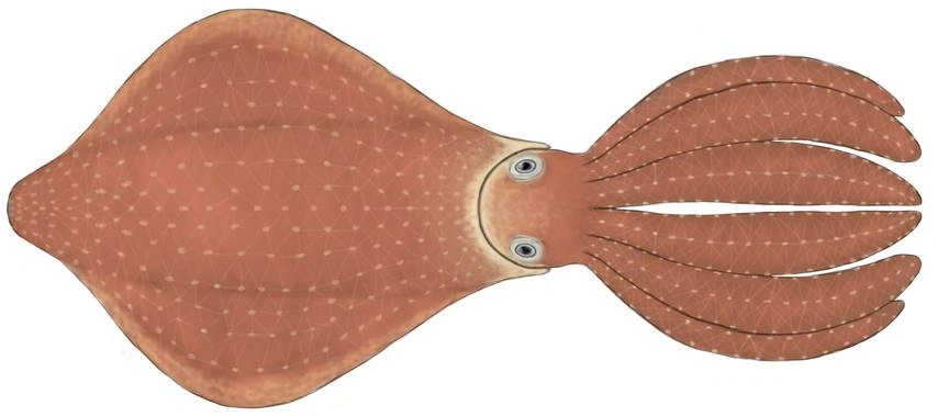 Rainbow squid | SciiFii Wiki | Fandom