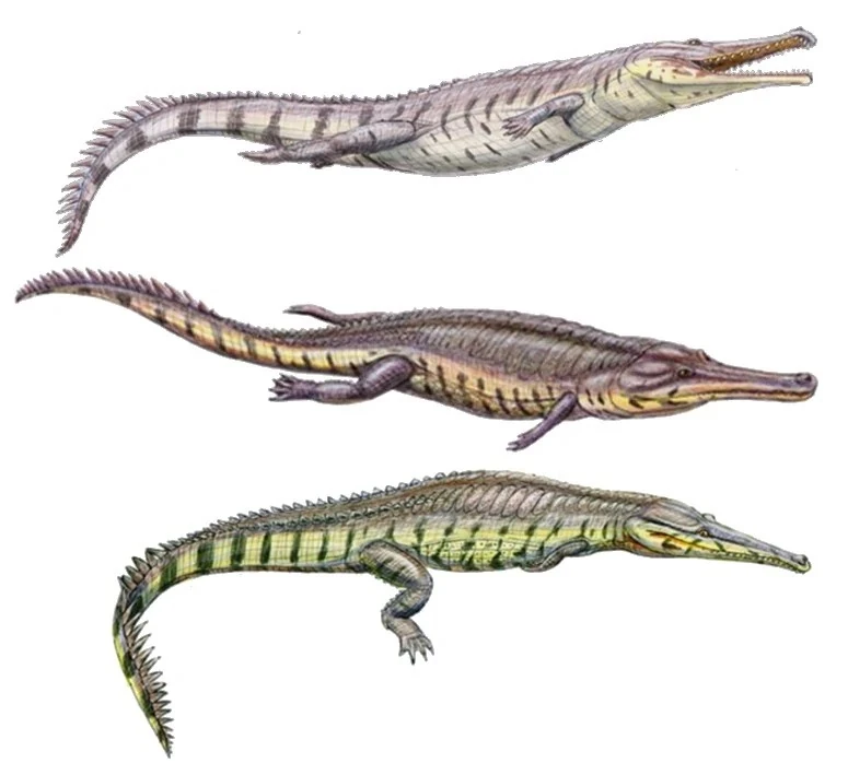 Machimosaurus | SciiFii Wiki | Fandom