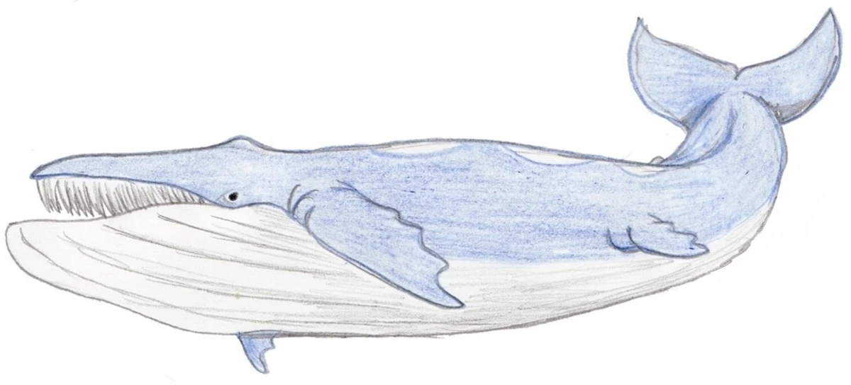 Wailord | SciiFii Wiki | Fandom