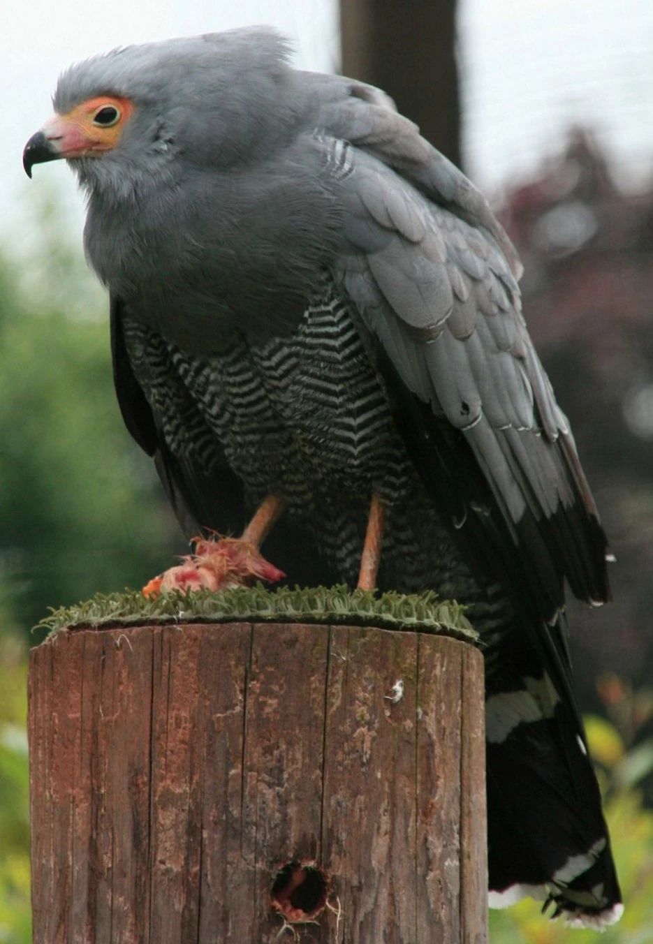American harrier-hawk | SciiFii Wiki | Fandom