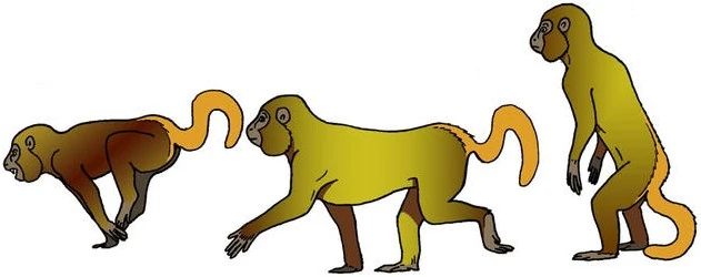 Babuchin | SciiFii Wiki | Fandom