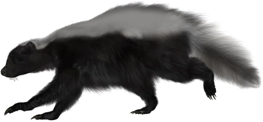 Brachyprotoma | SciiFii Wiki | Fandom